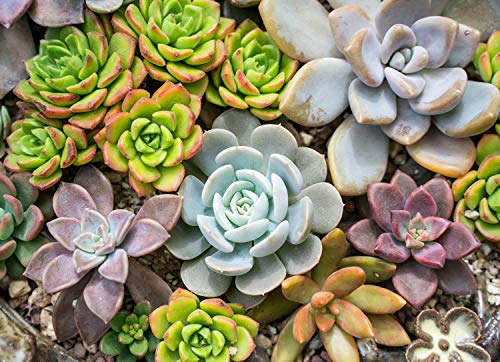 Seeds Of Strength Mixture 200+ Succulents Seeds Garden and Home Bonsai Flower Plant