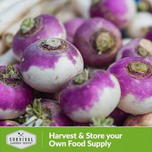 Survival Garden Seeds - Purple Top Turnip Seed for Planting - Packet with Instructions to Plant and Grow Delicious Greens & Root Vegetables in Your Home Vegetable Garden - Non-GMO Heirloom Variety