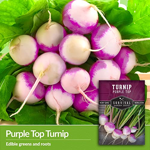 Survival Garden Seeds - Purple Top Turnip Seed for Planting - Packet with Instructions to Plant and Grow Delicious Greens & Root Vegetables in Your Home Vegetable Garden - Non-GMO Heirloom Variety