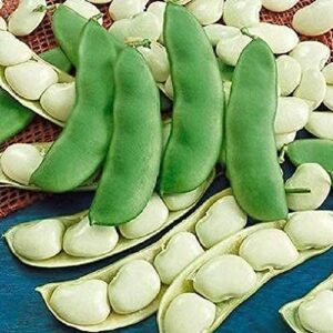 david’s garden seeds bean lima bush early thorogreen 1126 (green) 25 non-gmo, heirloom seeds