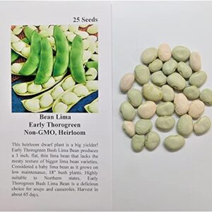 David's Garden Seeds Bean Lima Bush Early Thorogreen 1126 (Green) 25 Non-GMO, Heirloom Seeds