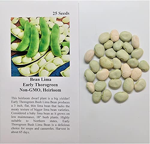 David's Garden Seeds Bean Lima Bush Early Thorogreen 1126 (Green) 25 Non-GMO, Heirloom Seeds