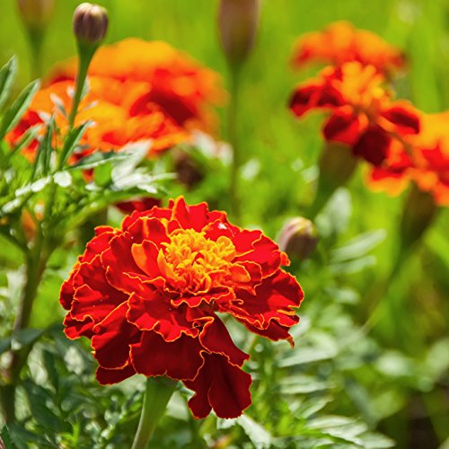 Outsidepride Tagetes Patula Red French Marigold Plant Garden Flowers for Pots, Containers, Window Boxes - 2000 Seeds