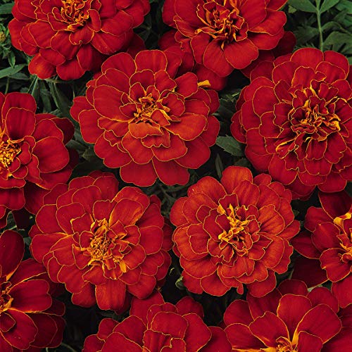 Outsidepride Tagetes Patula Red French Marigold Plant Garden Flowers for Pots, Containers, Window Boxes - 2000 Seeds