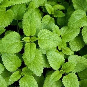 outsidepride perennial melissa officinalis lemon balm culinary, aromatic herb garden plants – 5000 seeds