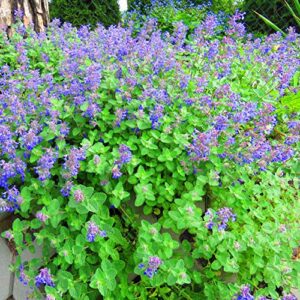 Outsidepride Perennial Melissa Officinalis Lemon Balm Culinary, Aromatic Herb Garden Plants - 5000 Seeds