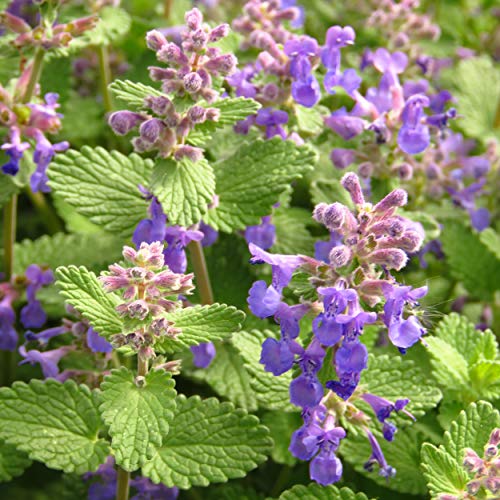 Outsidepride Perennial Melissa Officinalis Lemon Balm Culinary, Aromatic Herb Garden Plants - 5000 Seeds