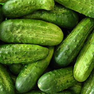 David's Garden Seeds Cucumber Pickling National FBA-2455 (Green) 25 Non-GMO, Heirloom Seeds