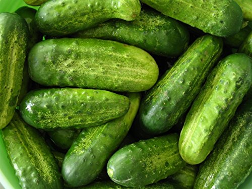 David's Garden Seeds Cucumber Pickling National FBA-2455 (Green) 25 Non-GMO, Heirloom Seeds