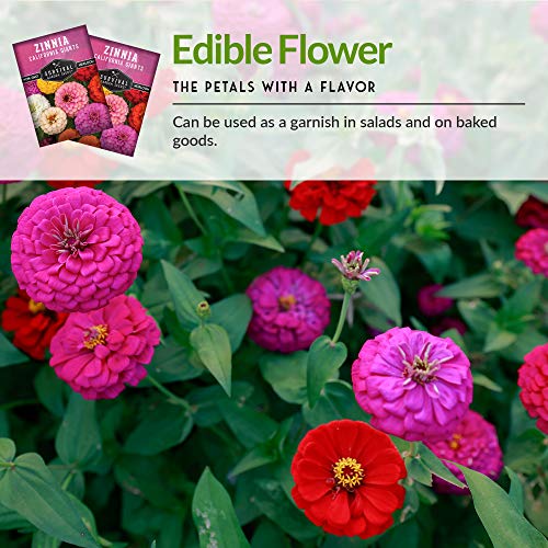 Survival Garden Seeds - California Giants Zinnia Seed for Planting - Packet with Instructions to Plant and Grow Zinnia Elegans Plants in Your Home Vegetable Garden - Non-GMO Heirloom Variety