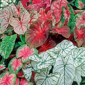 caladium garden mix (6 bulbs) brilliant foliage for shaded areas. now shipping !