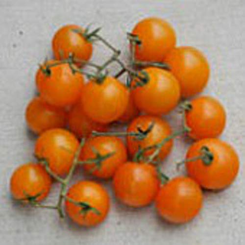 Orange Cherry Tomato Seeds (20+ Seeds) | Non GMO | Vegetable Fruit Herb Flower Seeds for Planting | Home Garden Greenhouse Pack