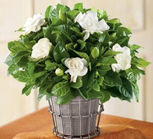 200+ gardenia seeds(cape jasmine) for home garden planting