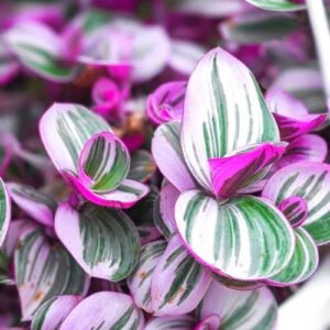 pink wandering jew plant for gardening indoor, ship in 2.5 inc pot, ornaments perennial garden simple to grow pot