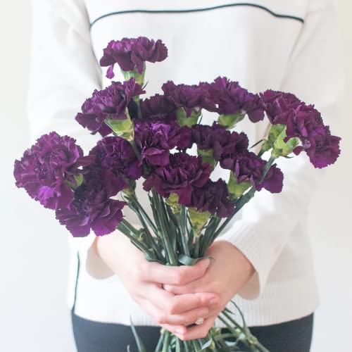 CHUXAY GARDEN Dark Purple Carnation Seed,Dianthus Caryophyllus 100 Seeds Rare Purple Flowers Beautiful Potted Plants Easy Care