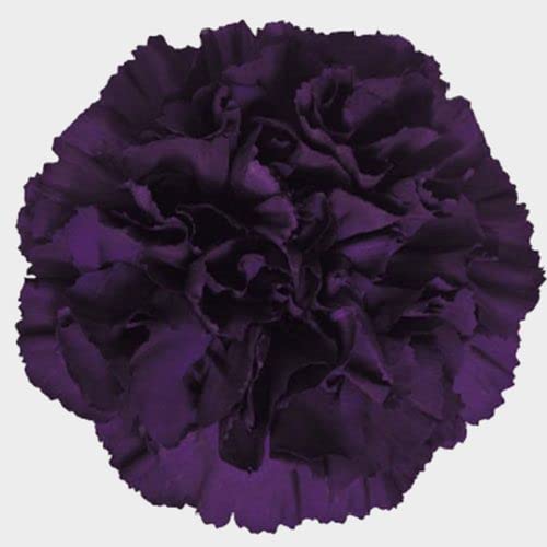 CHUXAY GARDEN Dark Purple Carnation Seed,Dianthus Caryophyllus 100 Seeds Rare Purple Flowers Beautiful Potted Plants Easy Care