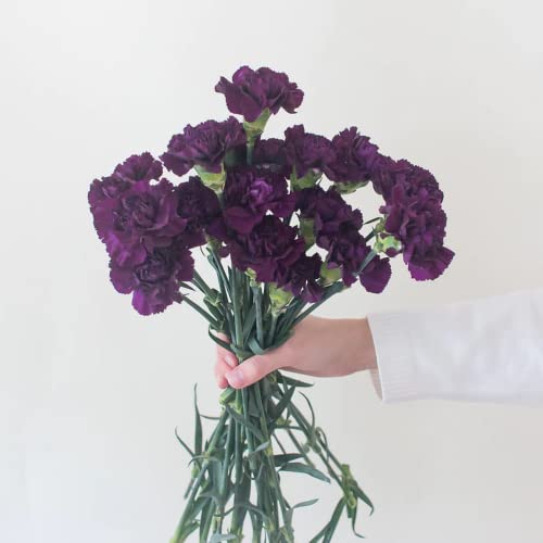 CHUXAY GARDEN Dark Purple Carnation Seed,Dianthus Caryophyllus 100 Seeds Rare Purple Flowers Beautiful Potted Plants Easy Care