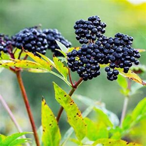 chuxay garden 25 seeds sambucus canadensis,american elder,american black elderberry,common elderberry,black elder,mexican elderberry edible fruit hardy shrub tree