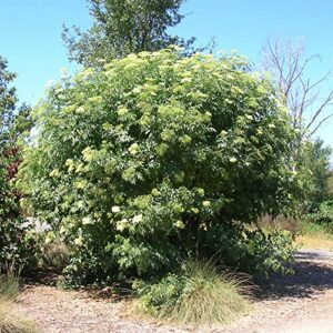 CHUXAY GARDEN 25 Seeds Sambucus Canadensis,American Elder,American Black Elderberry,Common Elderberry,Black Elder,Mexican Elderberry Edible Fruit Hardy Shrub Tree