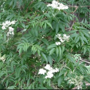 CHUXAY GARDEN 25 Seeds Sambucus Canadensis,American Elder,American Black Elderberry,Common Elderberry,Black Elder,Mexican Elderberry Edible Fruit Hardy Shrub Tree