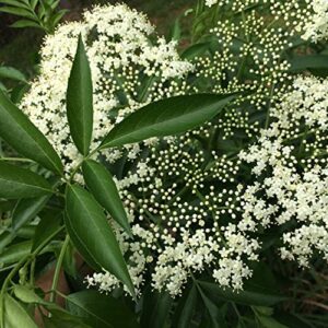 CHUXAY GARDEN 25 Seeds Sambucus Canadensis,American Elder,American Black Elderberry,Common Elderberry,Black Elder,Mexican Elderberry Edible Fruit Hardy Shrub Tree