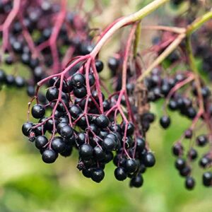 CHUXAY GARDEN 25 Seeds Sambucus Canadensis,American Elder,American Black Elderberry,Common Elderberry,Black Elder,Mexican Elderberry Edible Fruit Hardy Shrub Tree