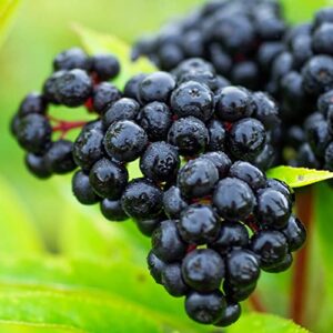 CHUXAY GARDEN 25 Seeds Sambucus Canadensis,American Elder,American Black Elderberry,Common Elderberry,Black Elder,Mexican Elderberry Edible Fruit Hardy Shrub Tree