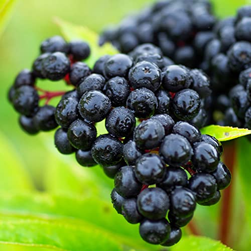 CHUXAY GARDEN 25 Seeds Sambucus Canadensis,American Elder,American Black Elderberry,Common Elderberry,Black Elder,Mexican Elderberry Edible Fruit Hardy Shrub Tree