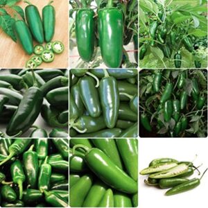 Jalapeño Tam Hot Peppers Seeds for Planting, 50+ Heirloom Seeds Per Packet, (Isla's Garden Seeds), Non GMO Seeds, Botanical Name: Capsicum annuum, Great Home Garden Gift