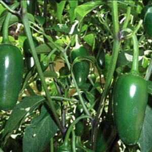 Jalapeño Tam Hot Peppers Seeds for Planting, 50+ Heirloom Seeds Per Packet, (Isla's Garden Seeds), Non GMO Seeds, Botanical Name: Capsicum annuum, Great Home Garden Gift