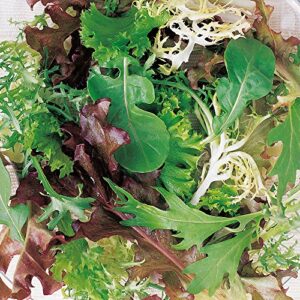 burpee spicy mix mesclun seeds 1500 seeds