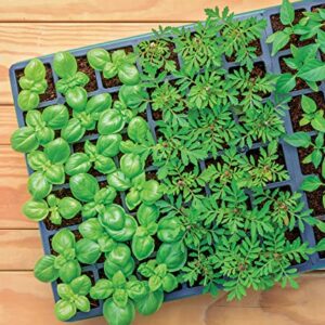 Burpee Greenhouse Indoor Starting Herbs, Flowers and Vegetables | Includes Dome, Watering, Seed Starter Tray, Coir Pellets | 10" W x 20" L x 5" H, One Size, 1 Kit (72 Cells)