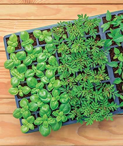 Burpee Greenhouse Indoor Starting Herbs, Flowers and Vegetables | Includes Dome, Watering, Seed Starter Tray, Coir Pellets | 10" W x 20" L x 5" H, One Size, 1 Kit (72 Cells)