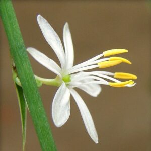 Hirt's Gardens Reverse Variegated Spider Plant - Easy to Grow/Cleans The Air - 4in Pot