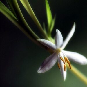 Hirt's Gardens Reverse Variegated Spider Plant - Easy to Grow/Cleans The Air - 4in Pot