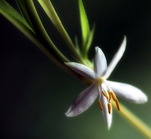 Hirt's Gardens Reverse Variegated Spider Plant - Easy to Grow/Cleans The Air - 4in Pot