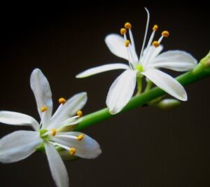 Hirt's Gardens Reverse Variegated Spider Plant - Easy to Grow/Cleans The Air - 4in Pot