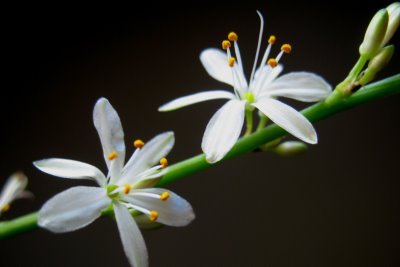 Hirt's Gardens Reverse Variegated Spider Plant - Easy to Grow/Cleans The Air - 4in Pot