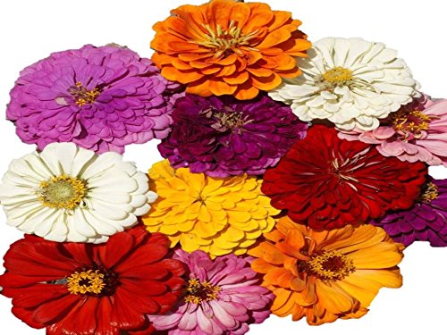 Giant Zinnia Mix Flower Seeds - B27 (200 Seeds, 2 Gram)