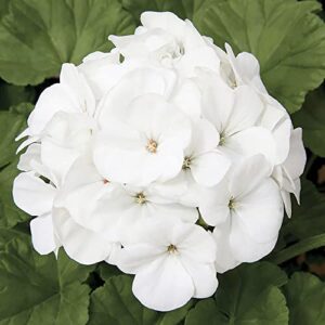 yegaol garden 100pcs white geranium seeds pelargonium perennial showy evergreen drought tolerant gmo free patio potted beds courtyard garden outdoor plant