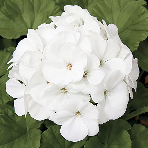 YEGAOL Garden 100Pcs White Geranium Seeds Pelargonium Perennial Showy Evergreen Drought Tolerant GMO Free Patio Potted Beds Courtyard Garden Outdoor Plant