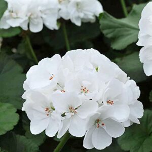 YEGAOL Garden 100Pcs White Geranium Seeds Pelargonium Perennial Showy Evergreen Drought Tolerant GMO Free Patio Potted Beds Courtyard Garden Outdoor Plant