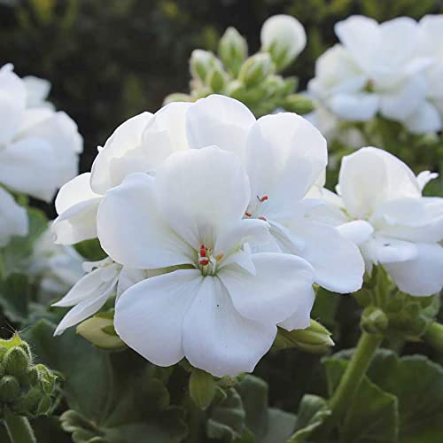 YEGAOL Garden 100Pcs White Geranium Seeds Pelargonium Perennial Showy Evergreen Drought Tolerant GMO Free Patio Potted Beds Courtyard Garden Outdoor Plant