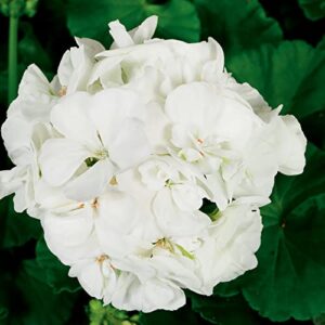 YEGAOL Garden 100Pcs White Geranium Seeds Pelargonium Perennial Showy Evergreen Drought Tolerant GMO Free Patio Potted Beds Courtyard Garden Outdoor Plant