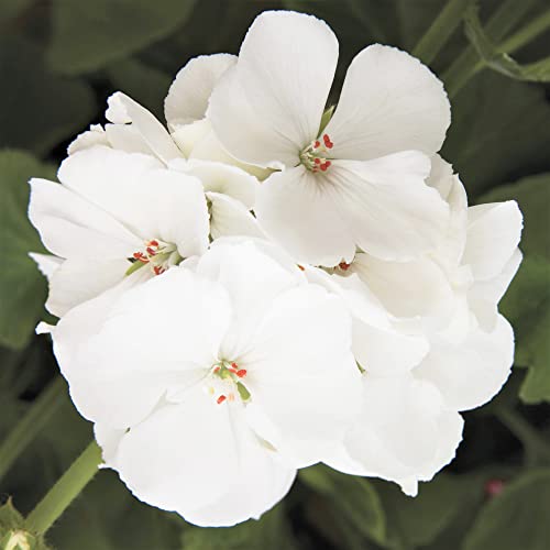 YEGAOL Garden 100Pcs White Geranium Seeds Pelargonium Perennial Showy Evergreen Drought Tolerant GMO Free Patio Potted Beds Courtyard Garden Outdoor Plant