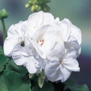 YEGAOL Garden 100Pcs White Geranium Seeds Pelargonium Perennial Showy Evergreen Drought Tolerant GMO Free Patio Potted Beds Courtyard Garden Outdoor Plant