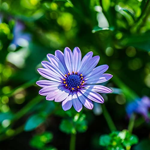 Daisy Seeds|100 Rare Blue Eyed Daisy Seeds for Planting Home Flower Garden