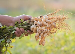 10 peanut seeds in the shell for planting – grow your own peanuts – outdoor home gardens | planting instructions included