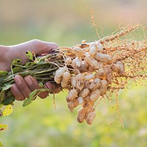 10 Peanut Seeds in The Shell for Planting - Grow Your Own Peanuts - Outdoor Home Gardens | Planting Instructions Included