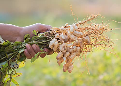 10 Peanut Seeds in The Shell for Planting - Grow Your Own Peanuts - Outdoor Home Gardens | Planting Instructions Included